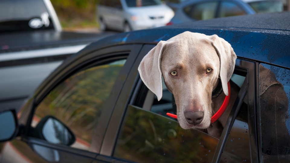 Transporting Big Dogs Across States: Options and Considerations – The ...