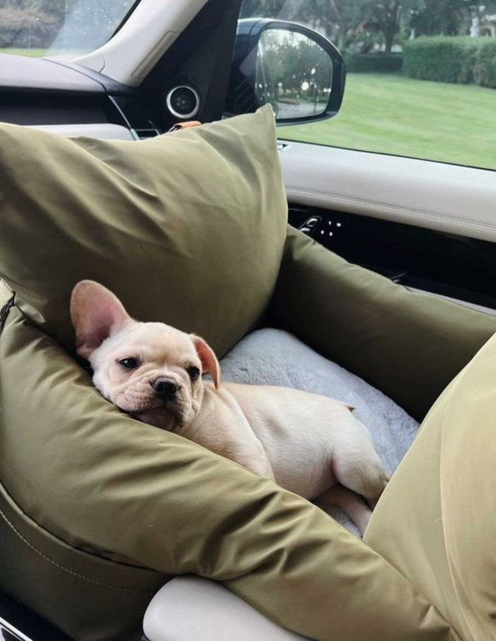 The Ultimate Guide to Choosing a Luxury Dog Car Seat | The Travel Pawket